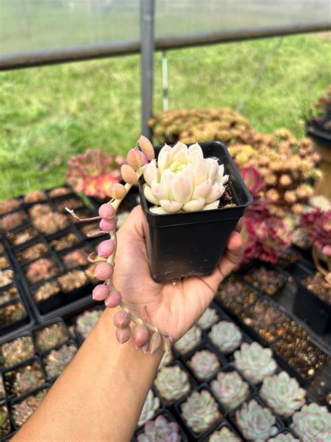 Rare Succulent Succulent Combo 1 Etsy