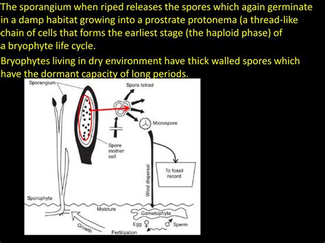Pollens And Spores Types Classsification Ppt