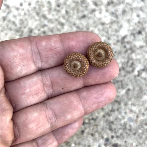 50 Mini Acorns Miniature Real Acorns Underdeveloped Acorns Small