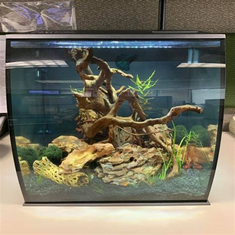 Fluval Flex Aquascape | Aquascape, Betta fish, Fish tank