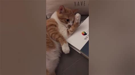 고양이와 펜 그리고 책 Youtube