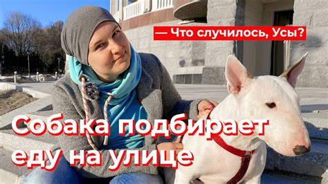 Что случилось Усы Собака подбирает еду на улице Youtube