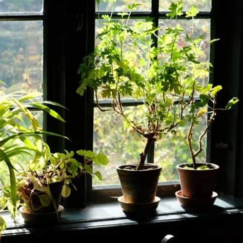 11 Plants That Absorb Radiation Top Species Pond Informer