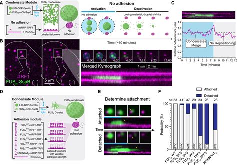 Condensate Interfacial Forces Reposition Dna Loci And Probe Chromatin