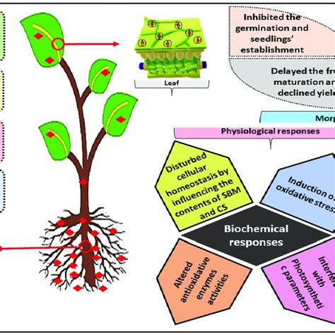 Pdf Microplastic Pollution An Emerging Threat To Terrestrial Plants