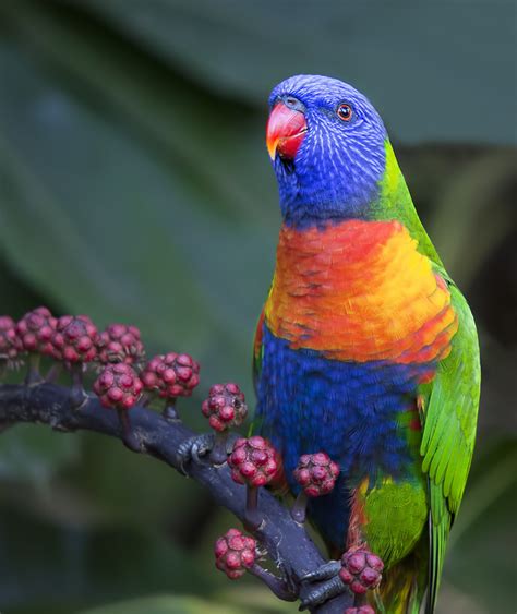 Lories Vs Lorikeets Parrot Universe