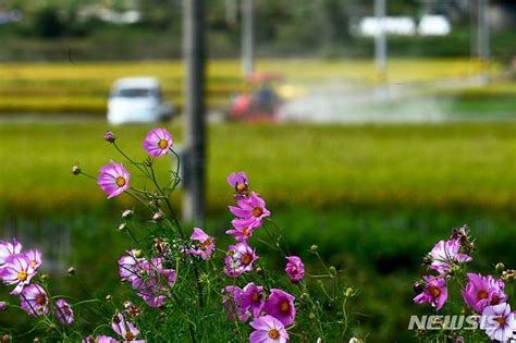 가을을 알리는 코스모스