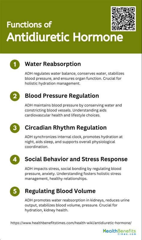 Functions Of Antidiuretic Hormone Health Benefits