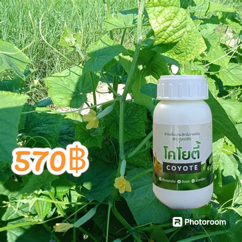 แตงกวาแตงร้านแห่งประเทศไทย โคโยตี้ ยาแปลงเพศตระกูลแตง