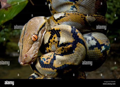 Close Up Juvenile Reticulated Python Python Reticulatus Resting On Sapling Danum Valley Sabah