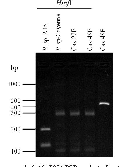 Table 1 From A Prevalent Alpha Proteobacterium Paracoccus Sp In A