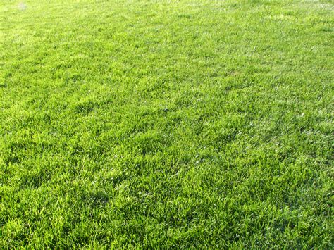 Grass Grass Texture Texture And Backgrounds Grass Green Grass