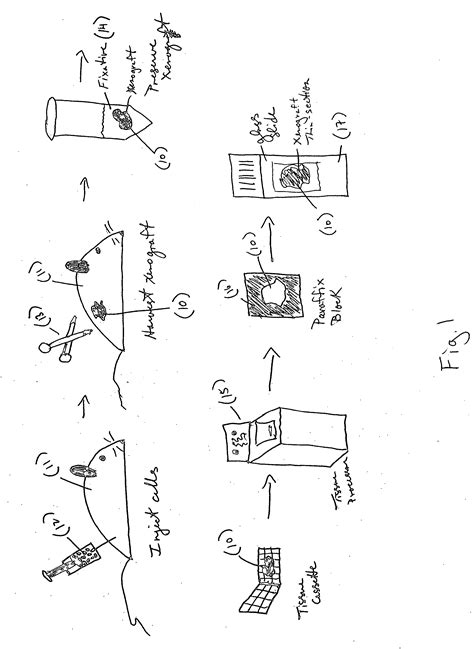 Xenograft Tissue Control For Histology Eureka Patsnap