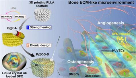暨南大学：3d打印支架中构筑类骨ecm微环境，促进骨再生 3d科学谷