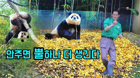 푸바오 이거 안주면 뿔 하나 더 생긴다 가을 낙엽의 기억을 심다 Youtube