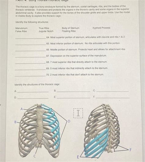 Solved The Thoracic Cage Is A Bony Enclosure Formed By The