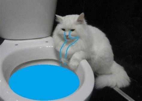 Create Meme Nobody Loves Me Cat When You Can T Pictures Meme