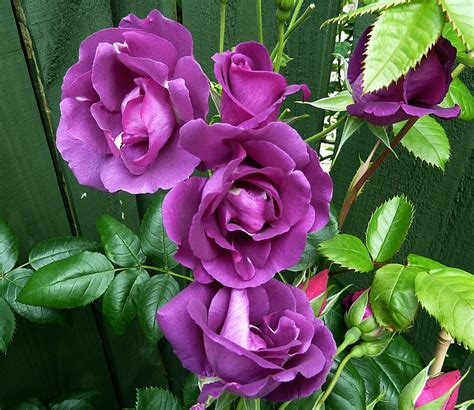 Rose Rhapsody In Blue Profile Of Plants Growing In Our Aberdeen And