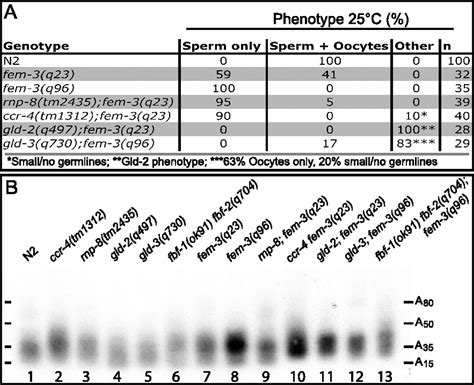 The Sperm Oocyte Switch In The C Elegans Hermaphrodite Is Controlled Through Steady State