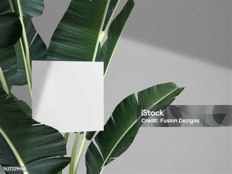자연 잎과 그림자카드 모형 프레젠테이션 브랜딩을 위한 모형 디자인 템플릿입니다 3d 렌더링 개념에 대한 스톡 사진 및 기타 이미지 Istock