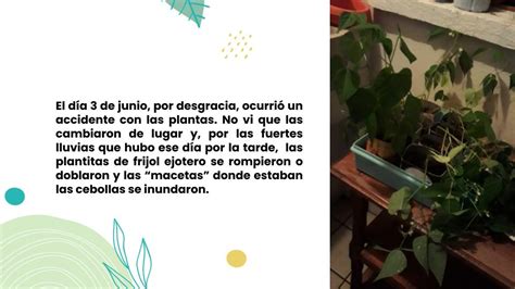 Proceso De Siembra Parte 2 Mafer