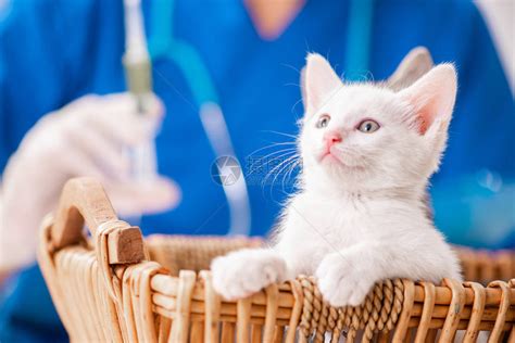在动物医院对小猫进高清图片下载 正版图片502569814 摄图网