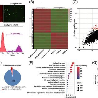 RNAseq Revealed Gene Expression Changes Between FGSCs And