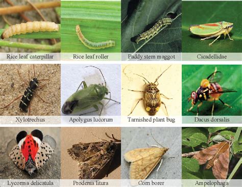 Figure 1 From Ip102 A Large Scale Benchmark Dataset For Insect Pest Recognition Semantic Scholar