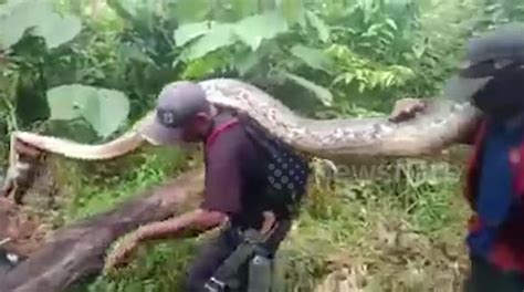 Huge 23 Ft Pregnant Python Caught In Jungle In Indonesia Buy Sell Or