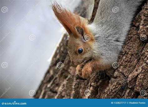 Squirrel With Red Ears Stock Image Image Of Cold Ears 132827717