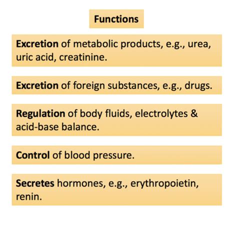 The Genitourinary System Flashcards Quizlet