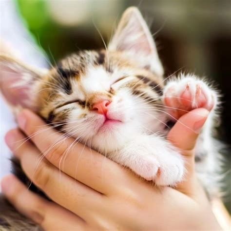 Bladder Cancer In Cats Understanding The Symptoms And Treatment