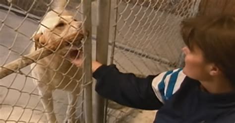 Blind Dog Rescued From Euthanasia Saves Girl From Drowning Goodnews