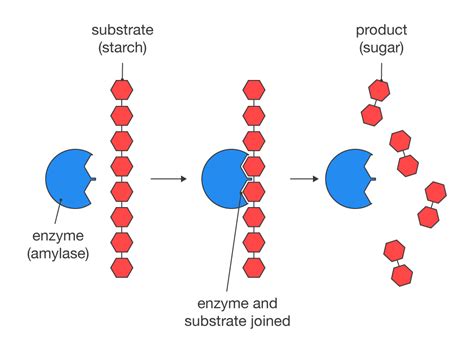 Diagrams Best Represents Part Of The Structure Of Amylase An