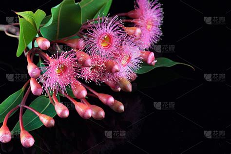 一束淡雅的粉红色桉树花和花蕾孤立