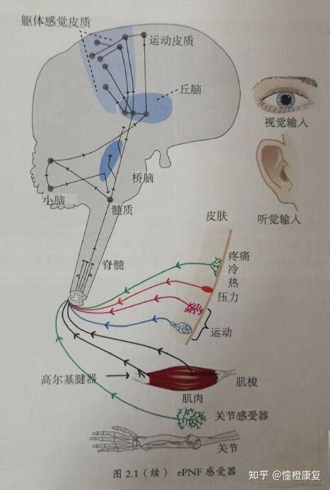 平衡功能评定知多少 知乎