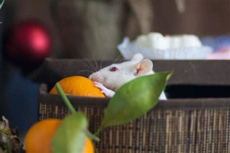 Can Rats Eat Oranges Is Citrus Safe For Male And Female Rats