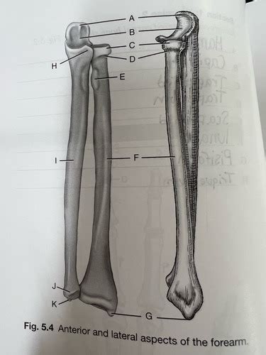 Forearm Elbow Humerus Flashcards Quizlet