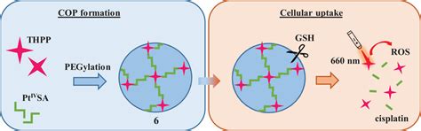Applications Of Biodegradable Polymers In The Encapsulation Of