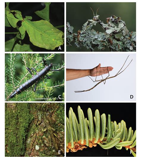 Figure 1 From Evolution Of Oviposition Techniques In Stick And Leaf