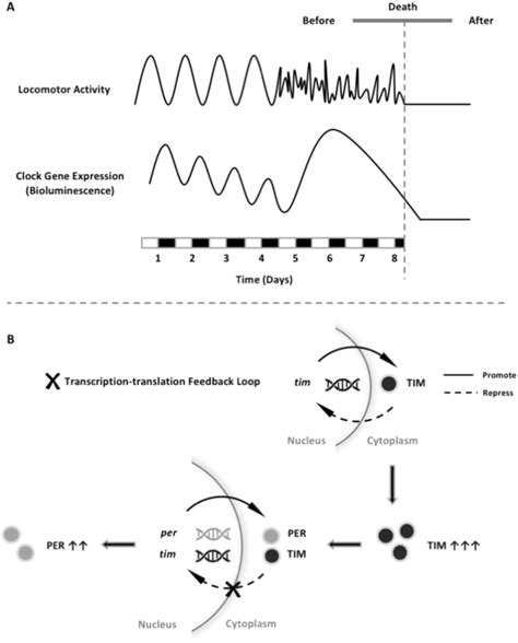 Schematic Illustration Showing The Circadian Clock Disruption