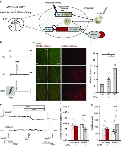 Viral Trap Enables Inducible Activity Dependent Tagging Of Mpfc Download Scientific Diagram