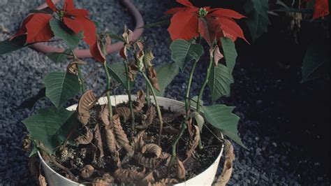 New Device Can Detect Crop Pathogens By Smell Nursery Management