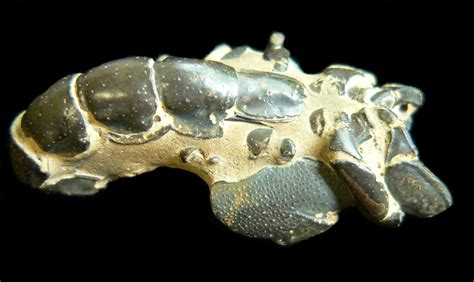 Crustacea