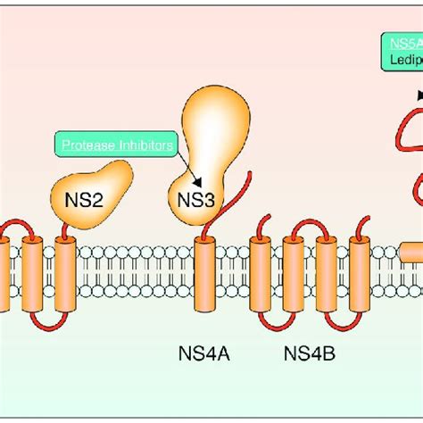 Overview Of Direct Acting Antivirals Daas Daas Direct Acting