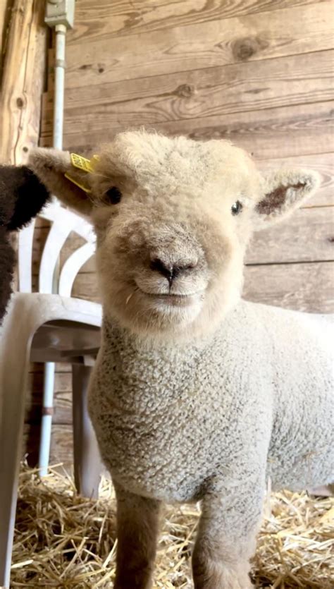 This Face 🥰🥰 R Natureisfuckingcute