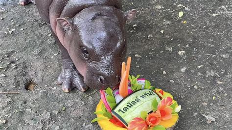 Moo Deng Delivers Her Prediction On Us Election And People Are Divided Mirror Online