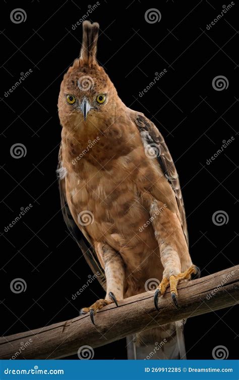 Javan Hawk Eagle Stock Image Image Of Park Black Bird 269912285