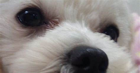 マルプーはかわいい成犬でも子犬でもミックス犬は強いし飼いやすい お役立ち情報