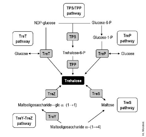 Trehalose 6 Phosphate